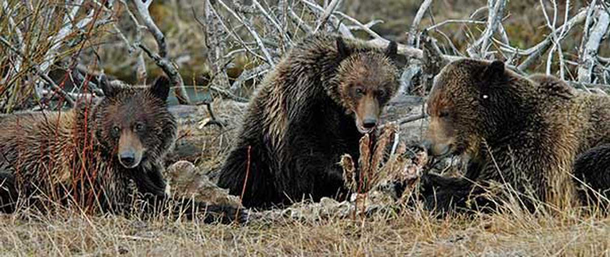 RMEF Yellowstone Grizzly Delisting Letter | RMEF Media | Rocky Mountain ...