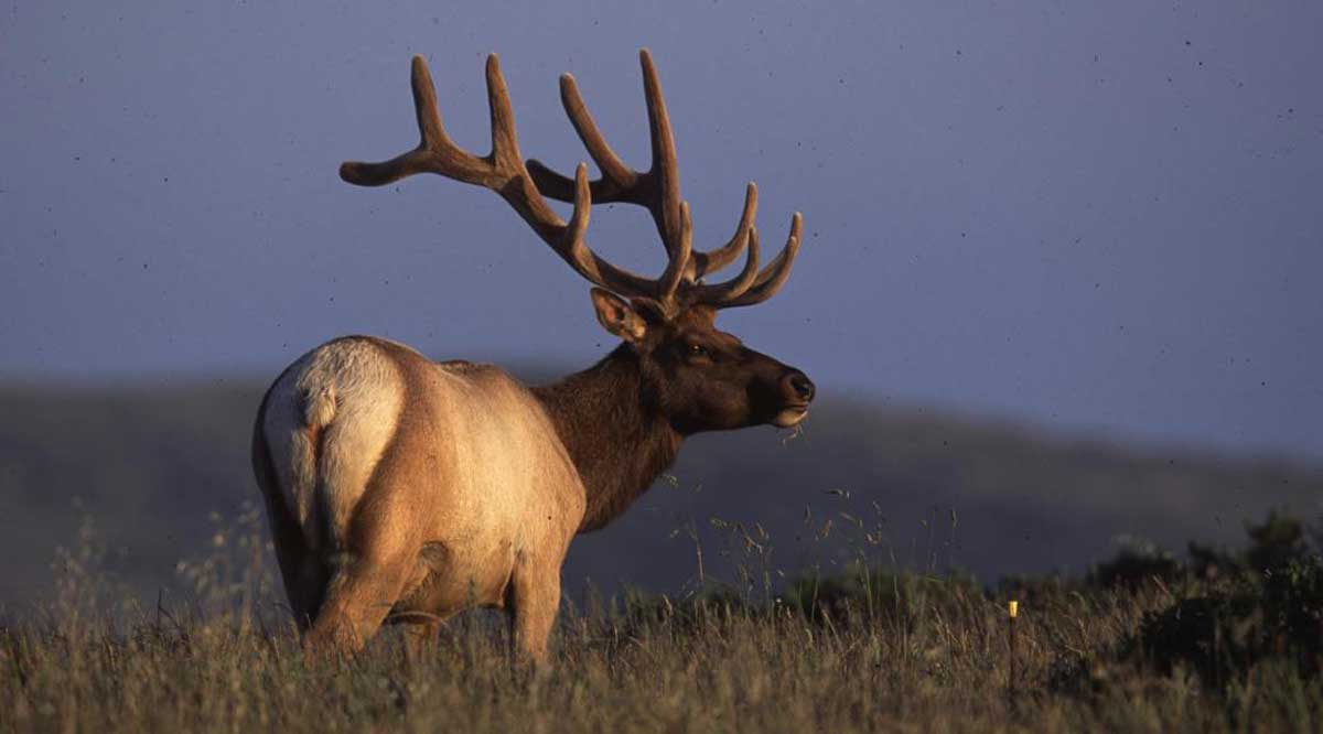 Origins | RMEF Media | Rocky Mountain Elk Foundation