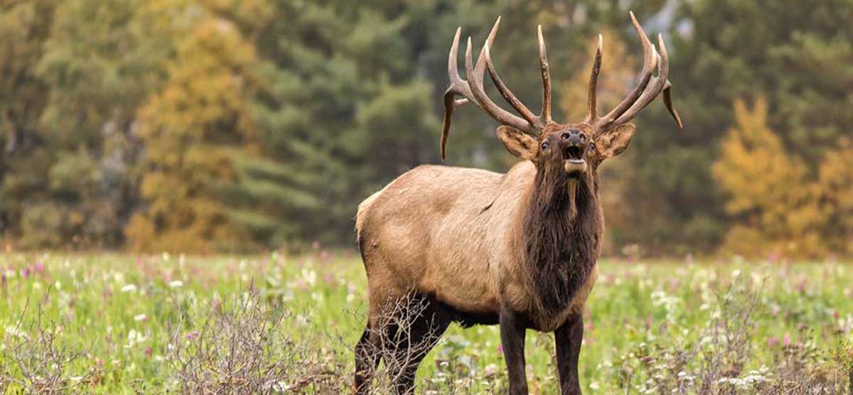 Pennsylvania Examines Its Elk Herd | RMEF Media | Rocky Mountain Elk ...