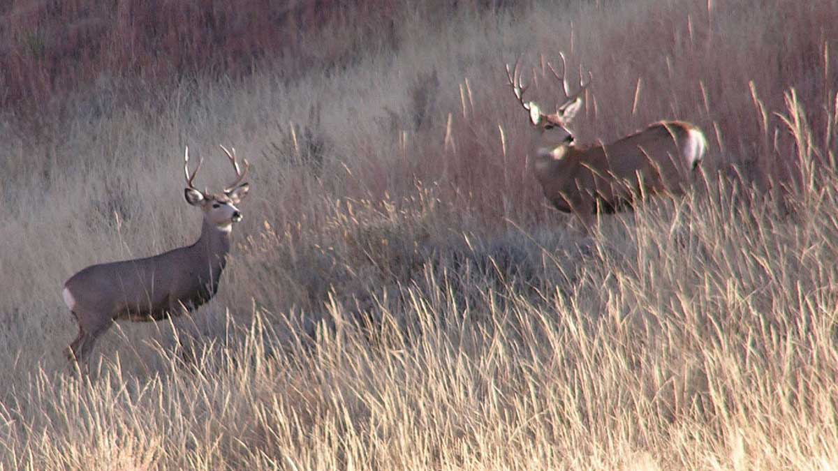 Tester Introduces Bill to Support Montana Hunters, Fight the Spread of ...