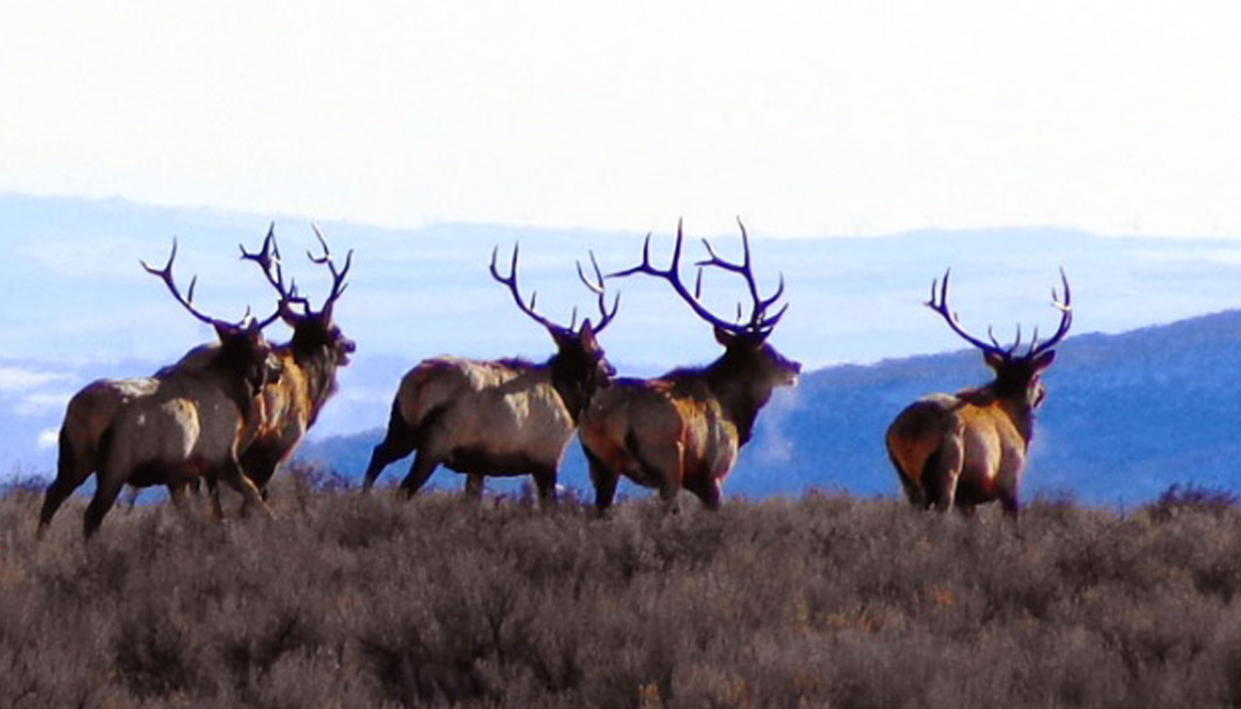 Info Sought in Idaho Elk Poaching | RMEF Media | Rocky Mountain Elk ...
