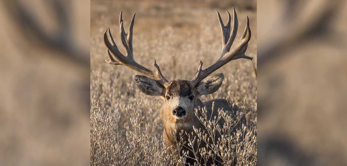 Colorado Tackles CWD, Hunters Asked to Help | RMEF Media | Rocky ...