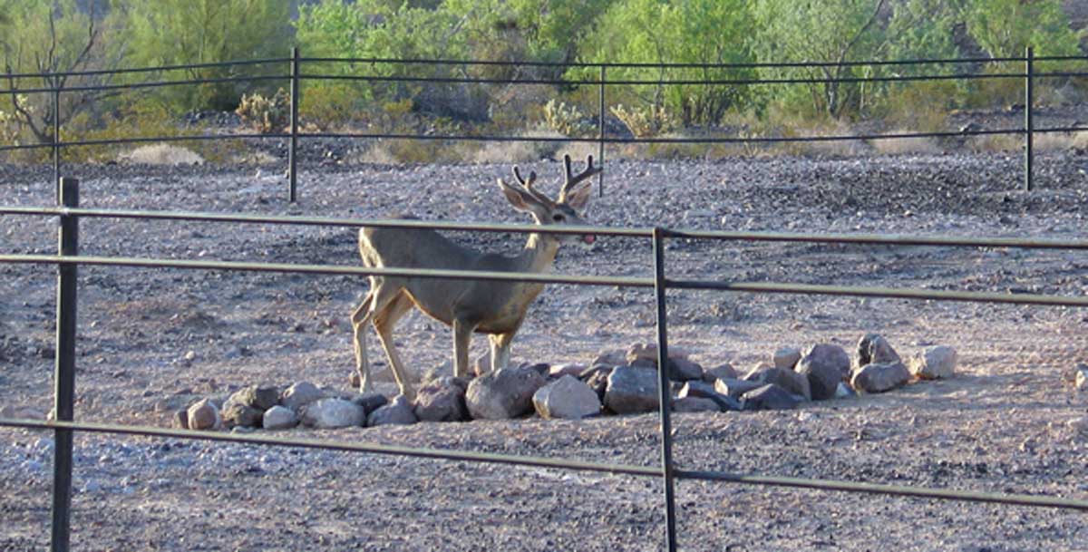 Special Delivery: Water to Arizona Wildlife | RMEF Media | Rocky ...