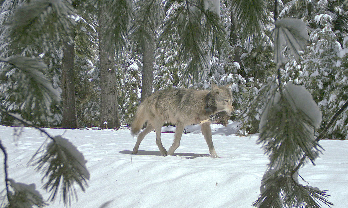 Newspaper Calls Out Lawmaker over Wolf Comments | RMEF Media | Rocky ...