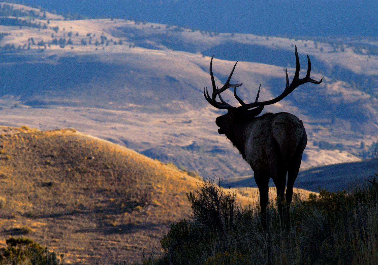 RMEF Maintains Membership Momentum | RMEF Media | Rocky Mountain Elk ...