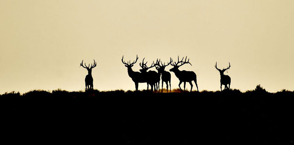 Leftover Permits Available for 2020 Arizona Elk Hunts | RMEF Media ...
