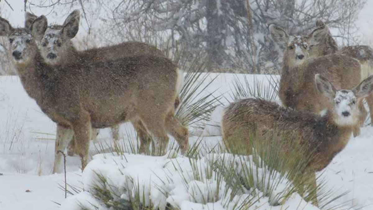 Colorado Releases Report on Big Game Winter Range and Migration ...
