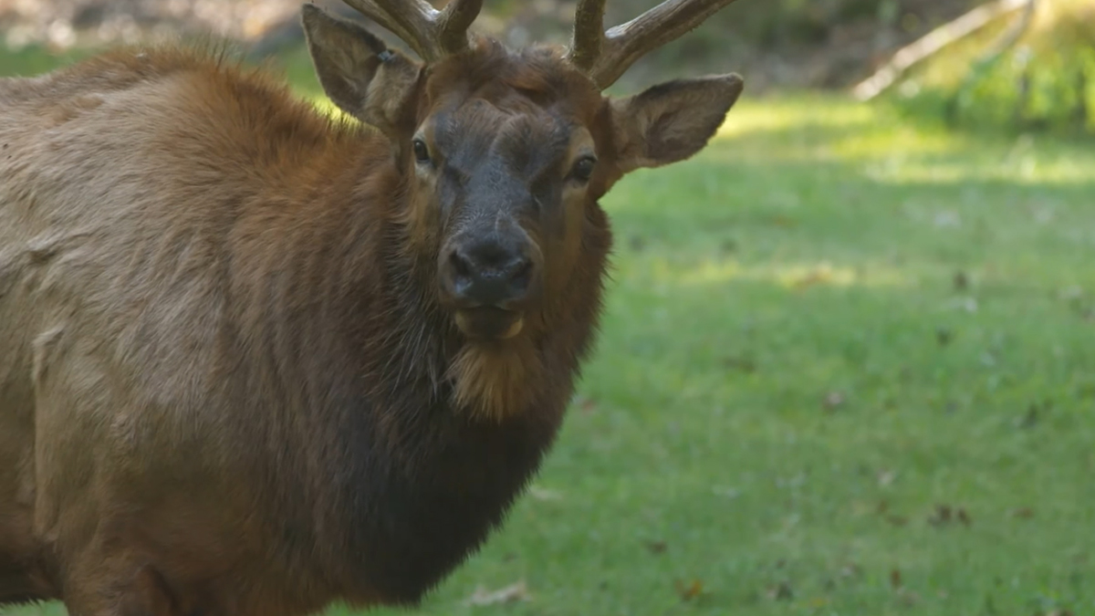 Video Highlights Missouri’s First Elk Hunt | RMEF Media | Rocky ...