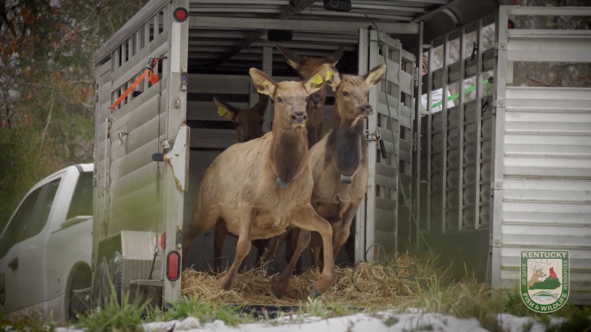 Kentucky Expands its Active Elk Range | RMEF Media | Rocky Mountain Elk ...