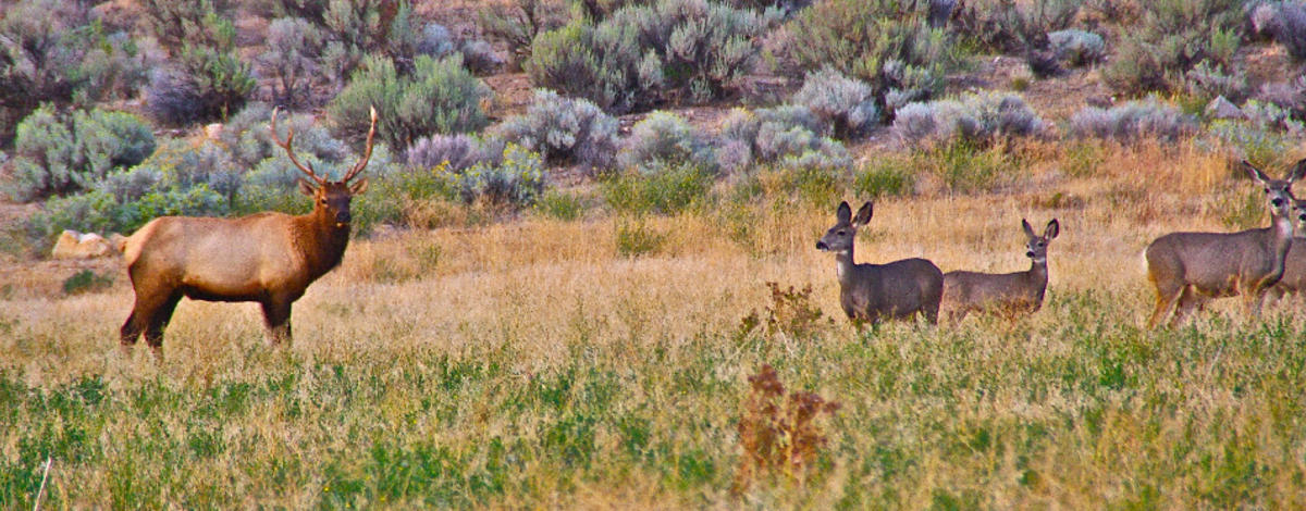 Brush Up on Wildlife Identification Skills | RMEF Media | Rocky ...