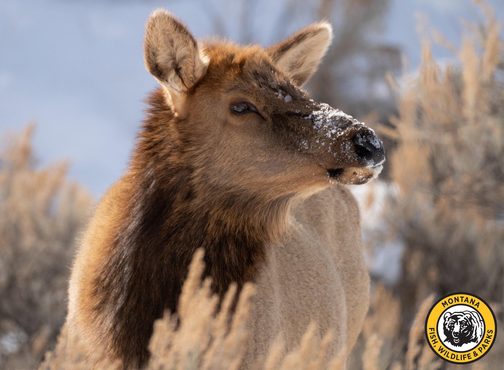 CWD Detected for First Time in Montana’s Ruby Mountains | RMEF Media ...