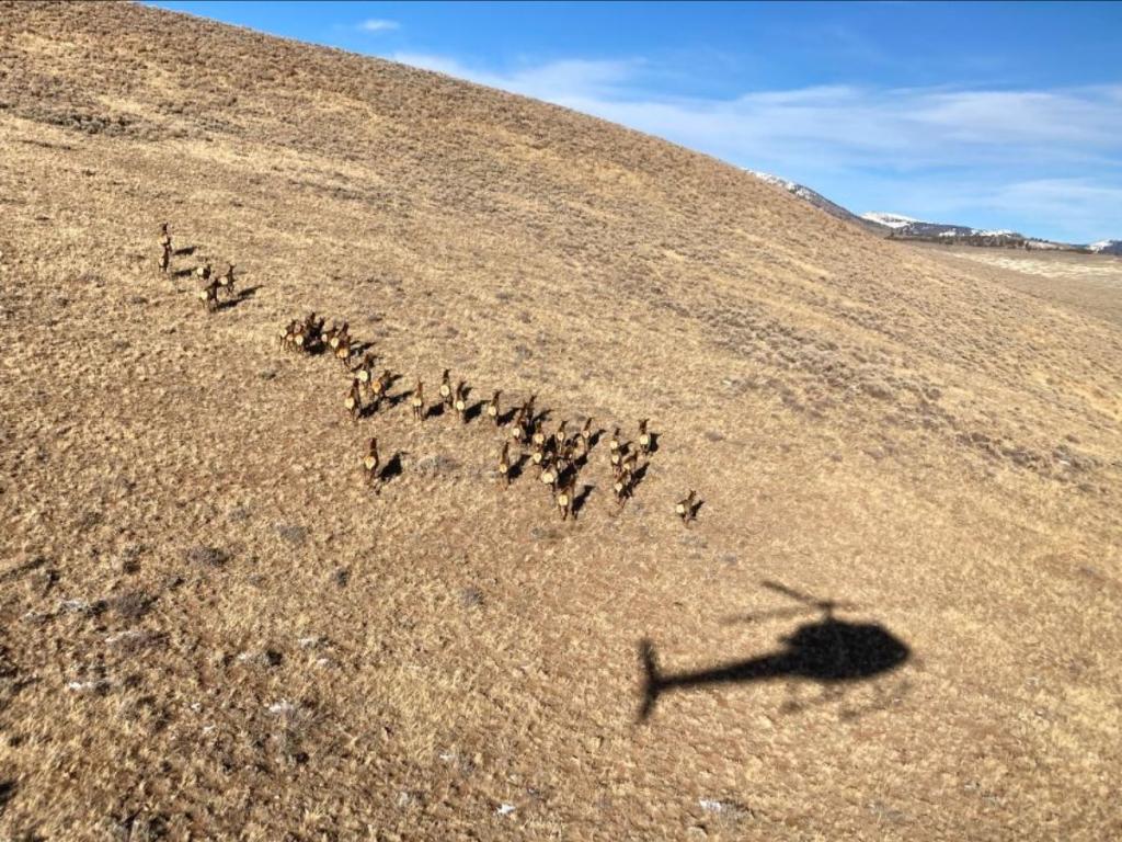 Biologists Take to Skies to Monitor Colorado Elk | RMEF Media | Rocky ...