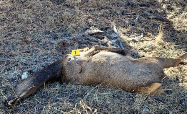 Three Cow Elk Poached in New Mexico | RMEF Media | Rocky Mountain Elk ...