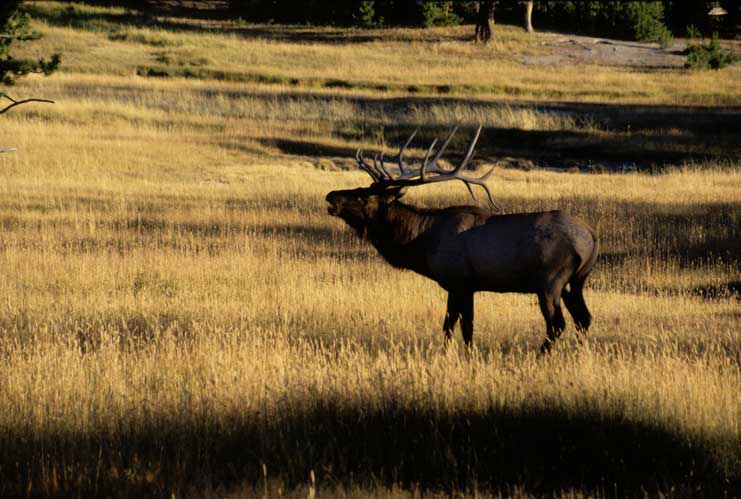 Montana Expands Study of South Fork Elk Herds to Bob Marshall ...