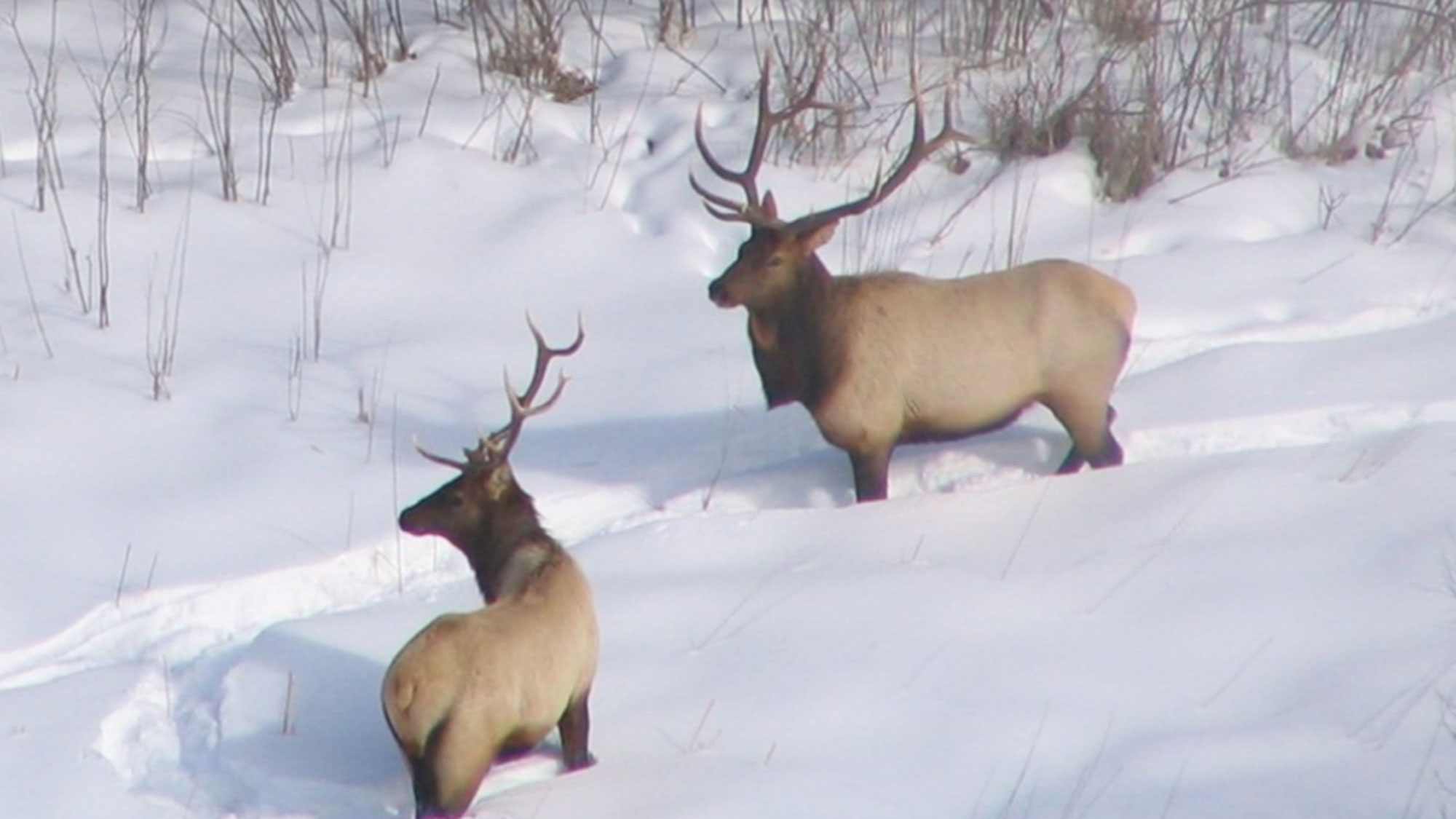 Opportunities Available to Hunt Elk in Minnesota | RMEF Media | Rocky ...